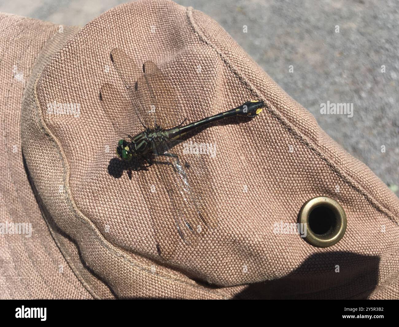 Cobra clubtail hi-res stock photography and images - Alamy