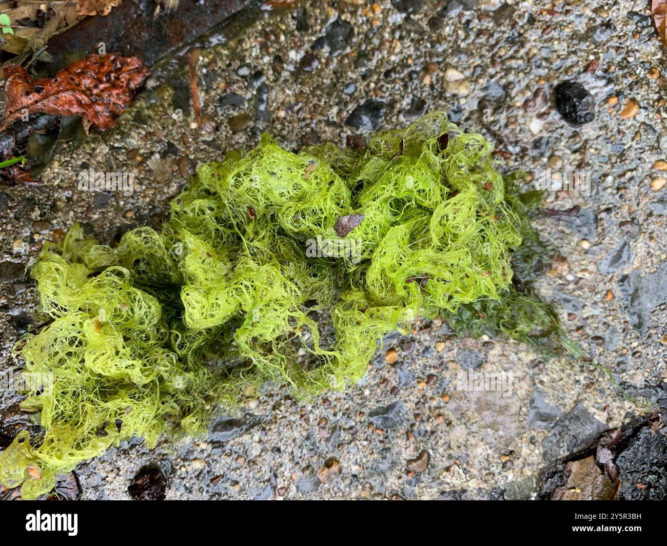 Gutweed (Ulva intestinalis) Plantae Stock Photo - Alamy