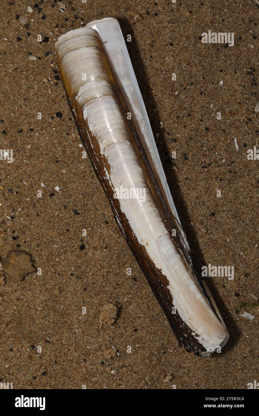 Atlantic Jackknife (Ensis leei) Mollusca Stock Photo - Alamy