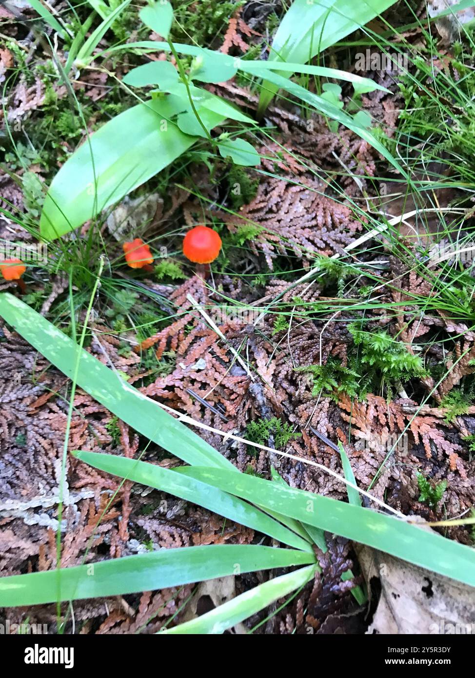 Scarlet Waxy Cap (Hygrocybe coccinea) Fungi Stock Photo - Alamy