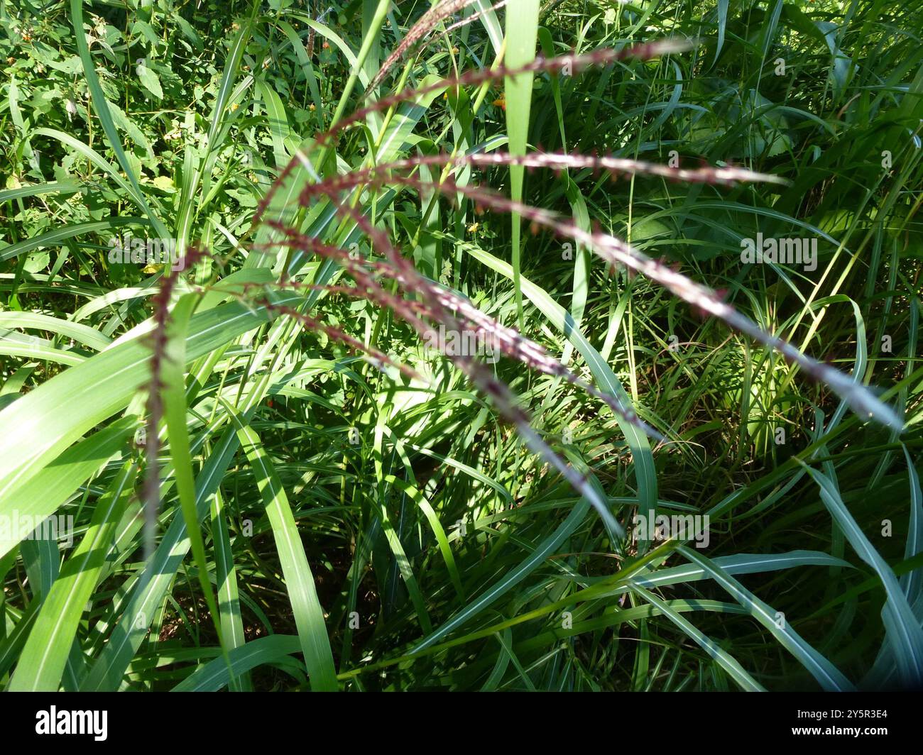 bristlegrasses, bluestems, paspalums, and allies (Panicoideae) Plantae ...