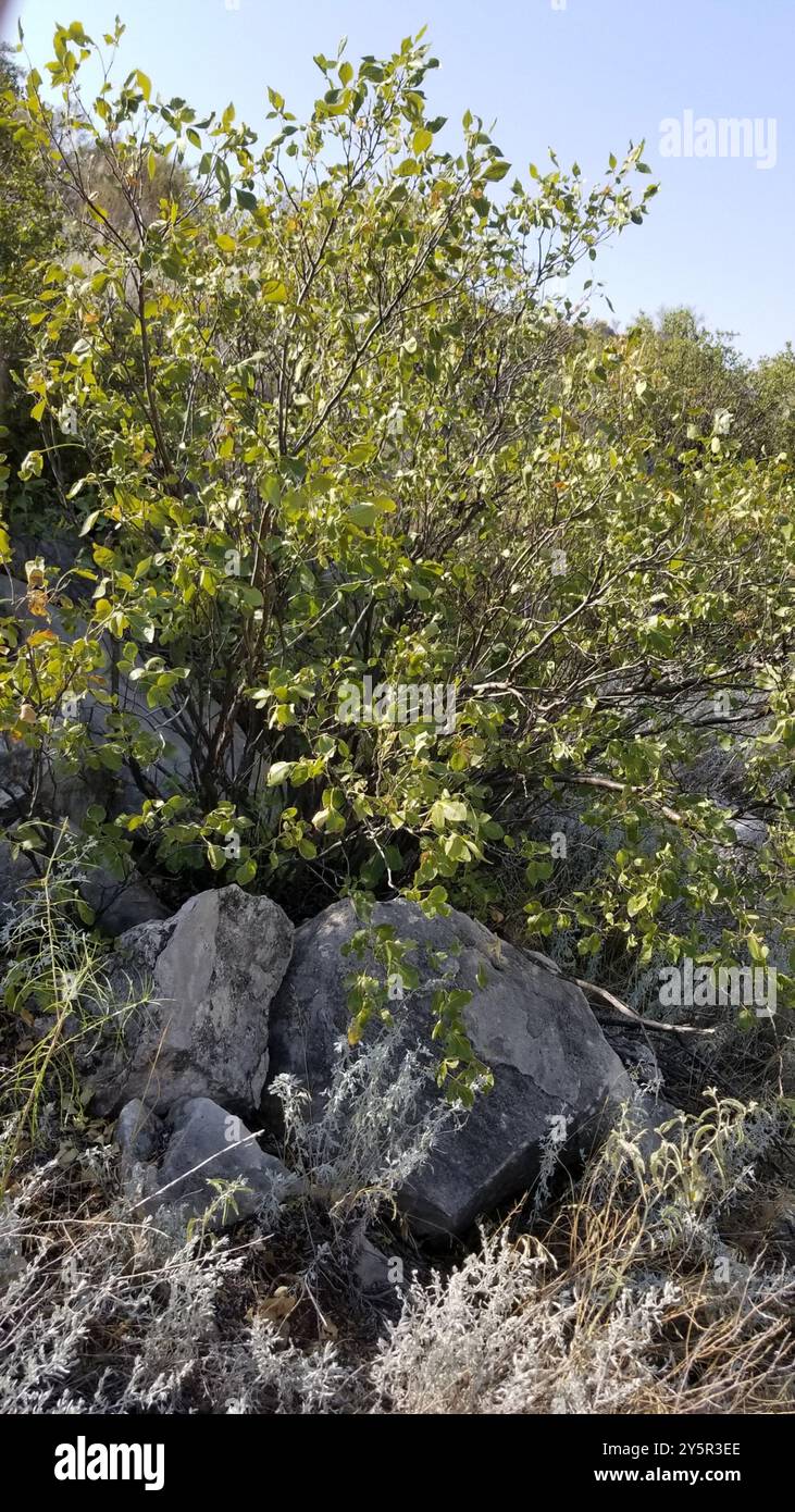 common hoptree (Ptelea trifoliata) Plantae Stock Photo - Alamy