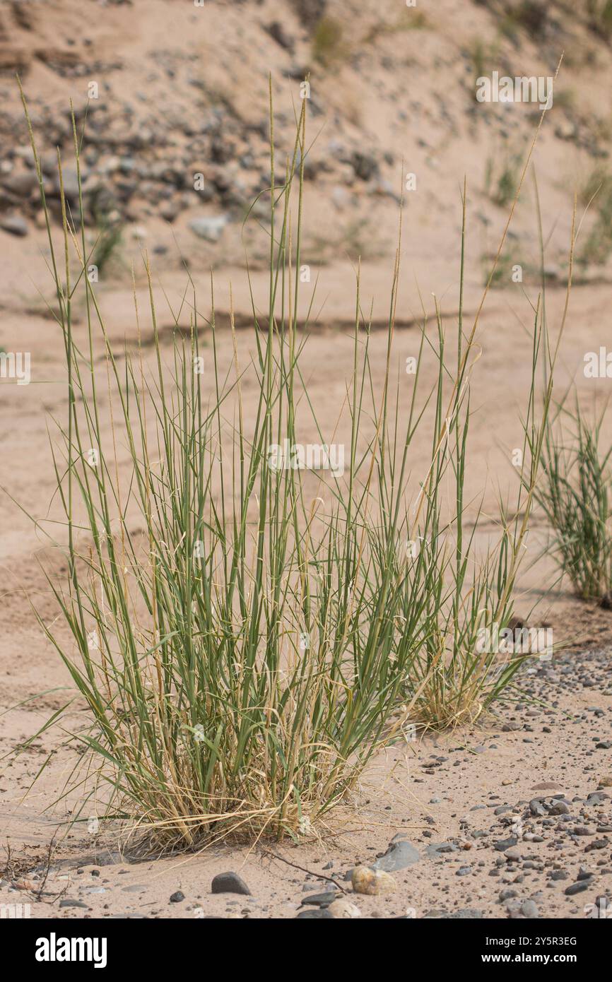 Giant Dropseed (Sporobolus giganteus) Plantae Stock Photo - Alamy