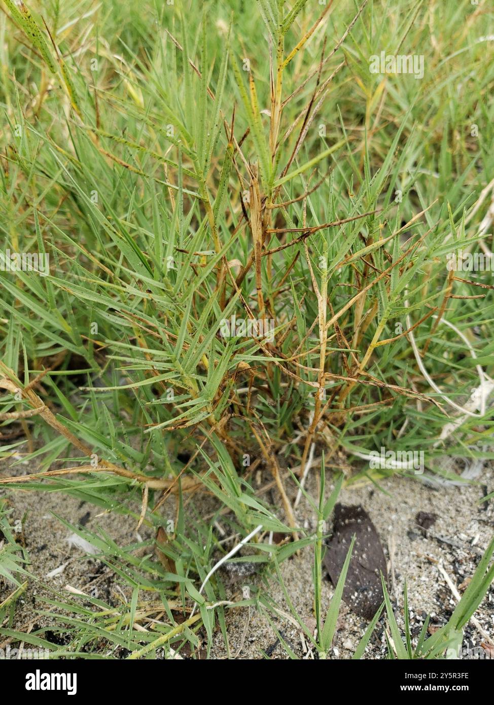 Saltgrass (Distichlis spicata) Plantae Stock Photo - Alamy