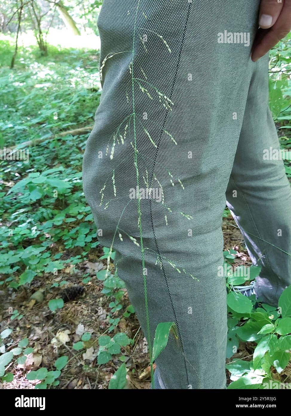 Wood Millet (Milium effusum) Plantae Stock Photo - Alamy