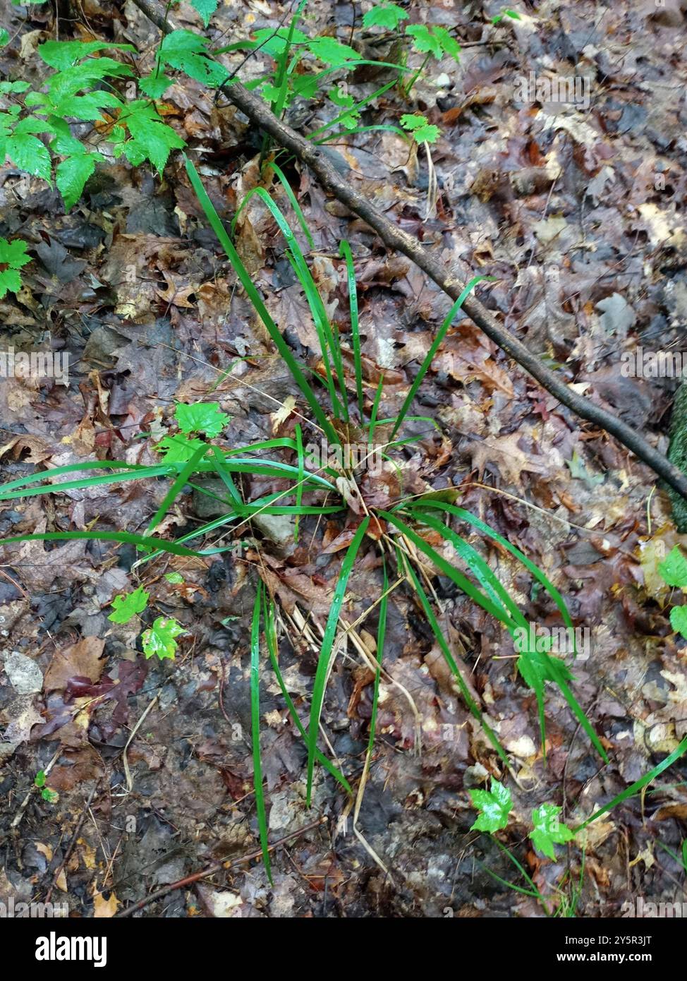 White-grained Mountain-ricegrass (Oryzopsis asperifolia) Plantae Stock ...