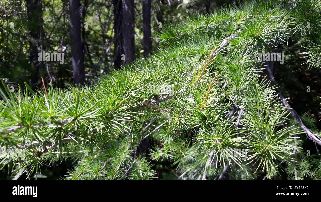 western larch (Larix occidentalis) Plantae Stock Photo - Alamy