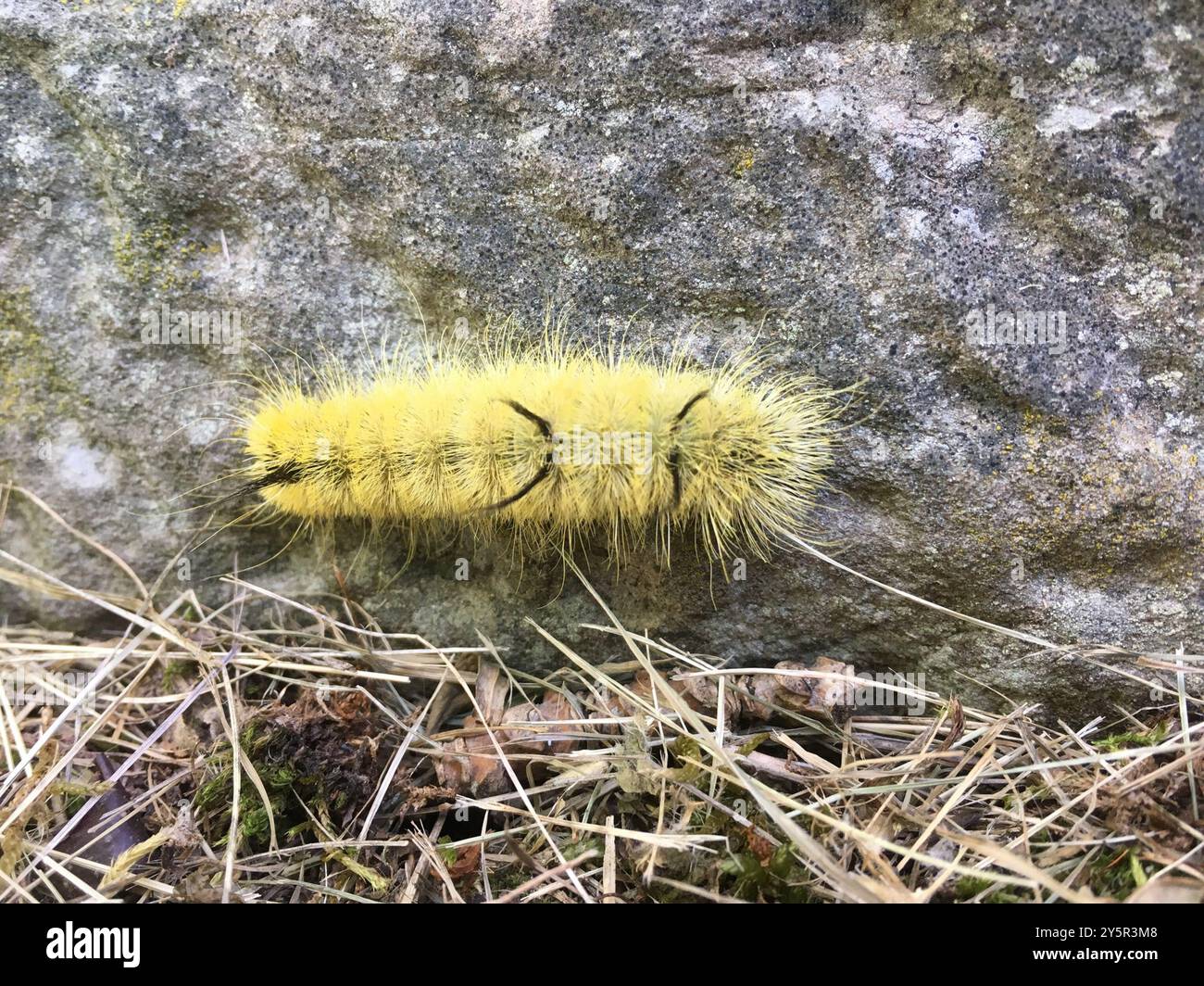 American Dagger (Acronicta americana) Insecta Stock Photo - Alamy