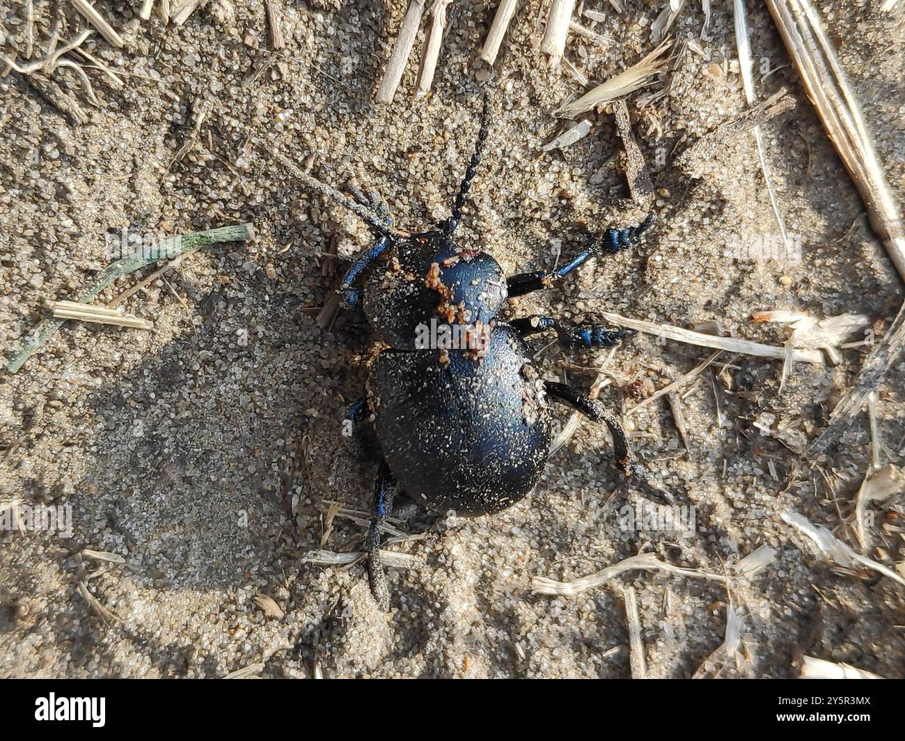 Bloody-nosed Beetle (Timarcha tenebricosa) Insecta Stock Photo - Alamy