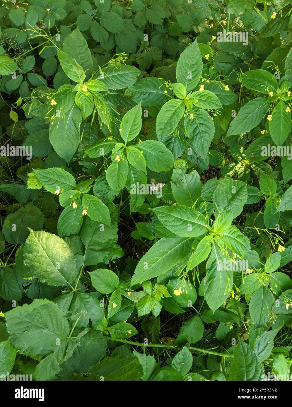 small balsam (Impatiens parviflora) Plantae Stock Photo - Alamy