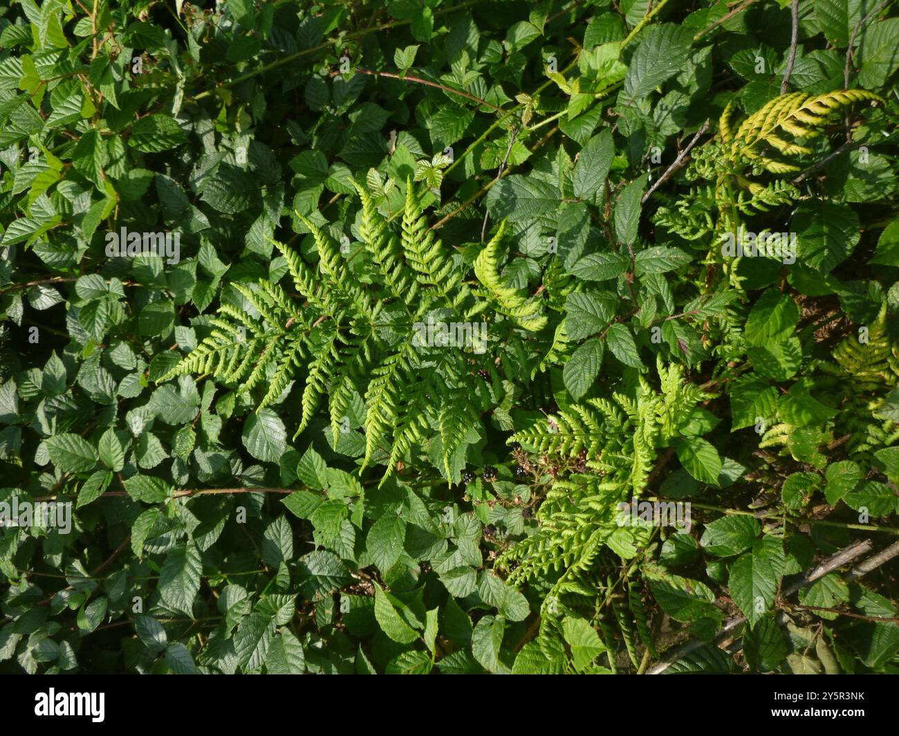 broad buckler-fern (Dryopteris dilatata) Plantae Stock Photo - Alamy