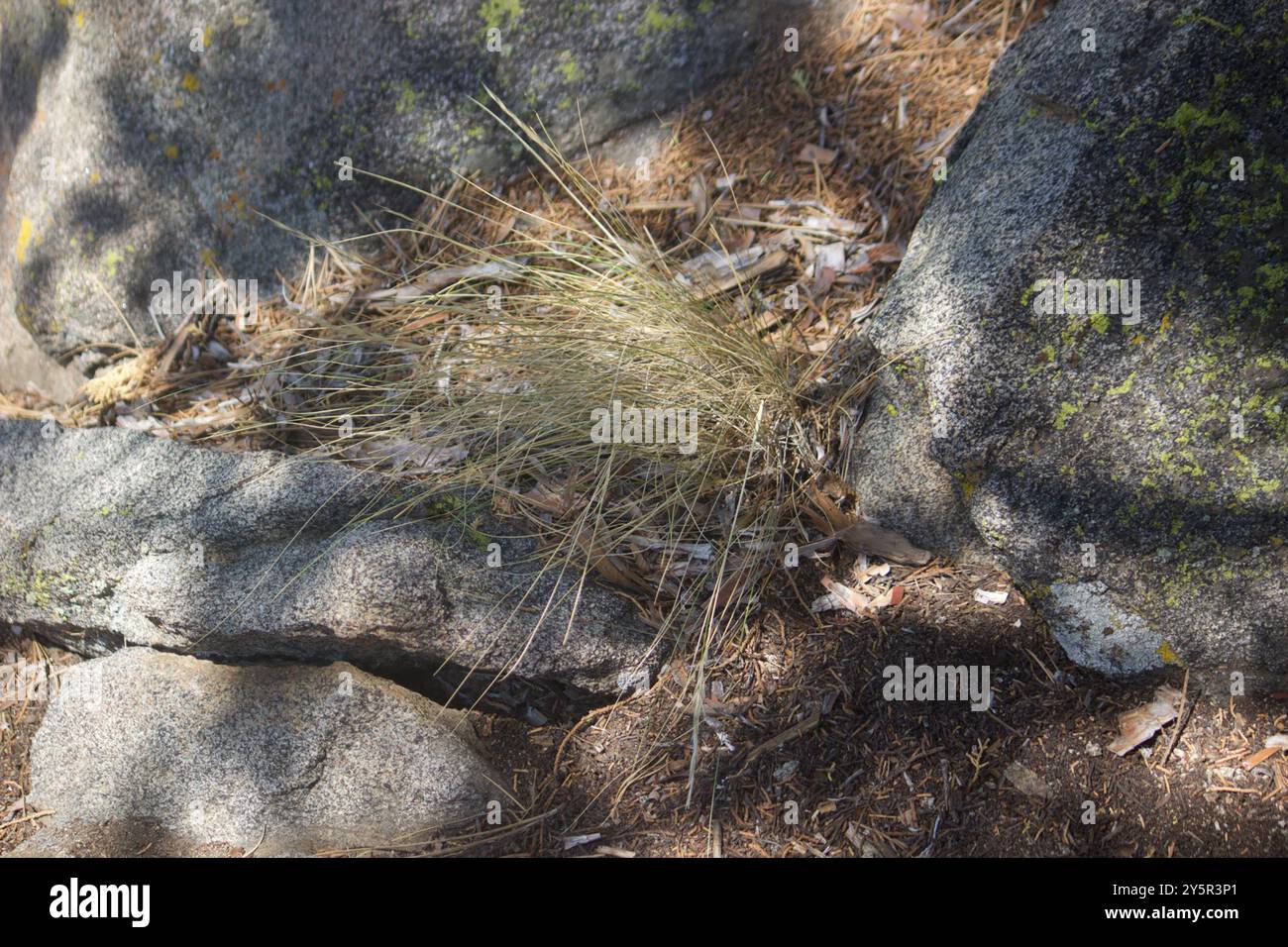 deergrass (Muhlenbergia rigens) Plantae Stock Photo - Alamy