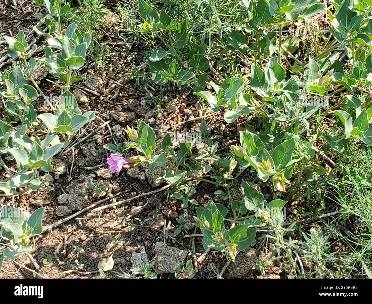 Colorado Four o'Clock (Mirabilis multiflora) Plantae Stock Photo - Alamy