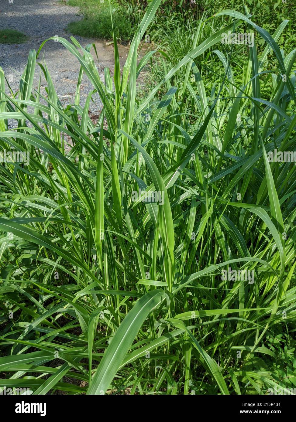 Johnson grass (Sorghum halepense) Plantae Stock Photo - Alamy