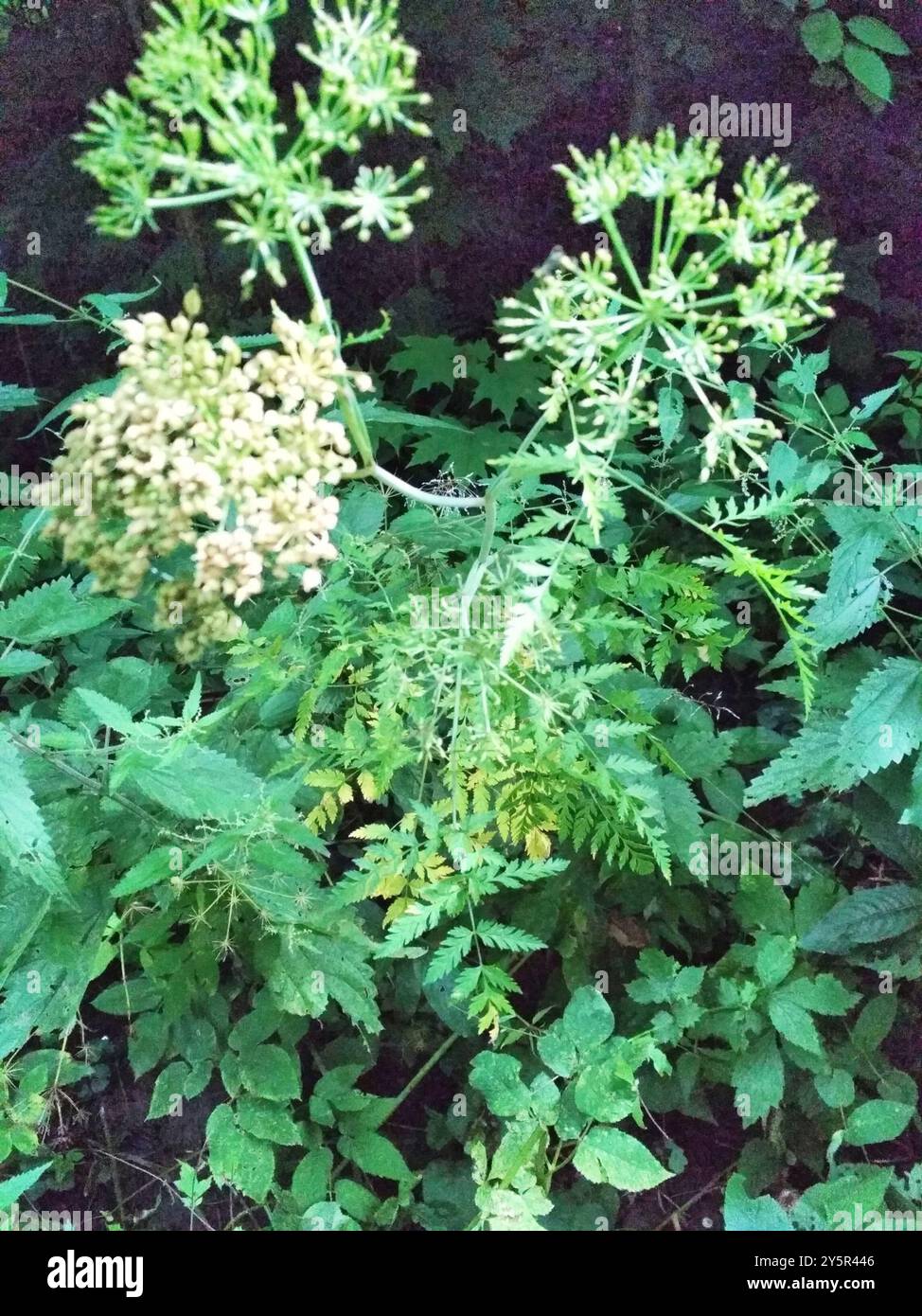 Chinese hemlock hi-res stock photography and images - Alamy