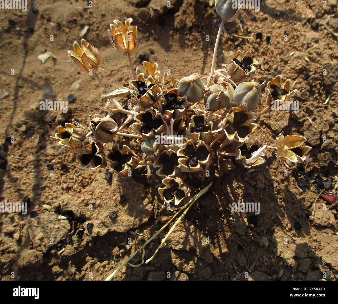 Thick Slime-lily (Albuca setosa) Plantae Stock Photo - Alamy