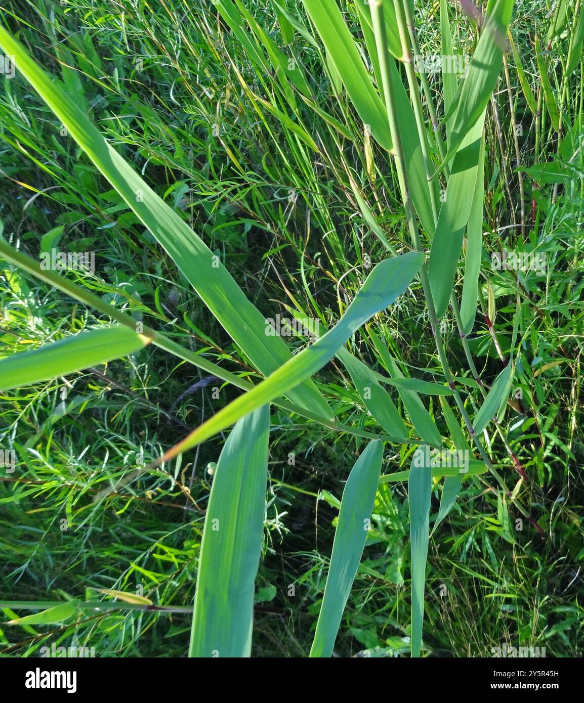 common reed (Phragmites australis) Plantae Stock Photo - Alamy