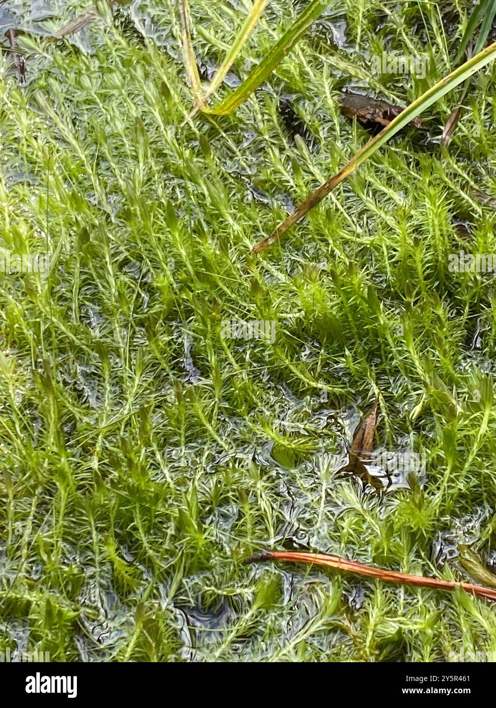 Stream Bogmoss (Mayaca fluviatilis) Plantae Stock Photo - Alamy