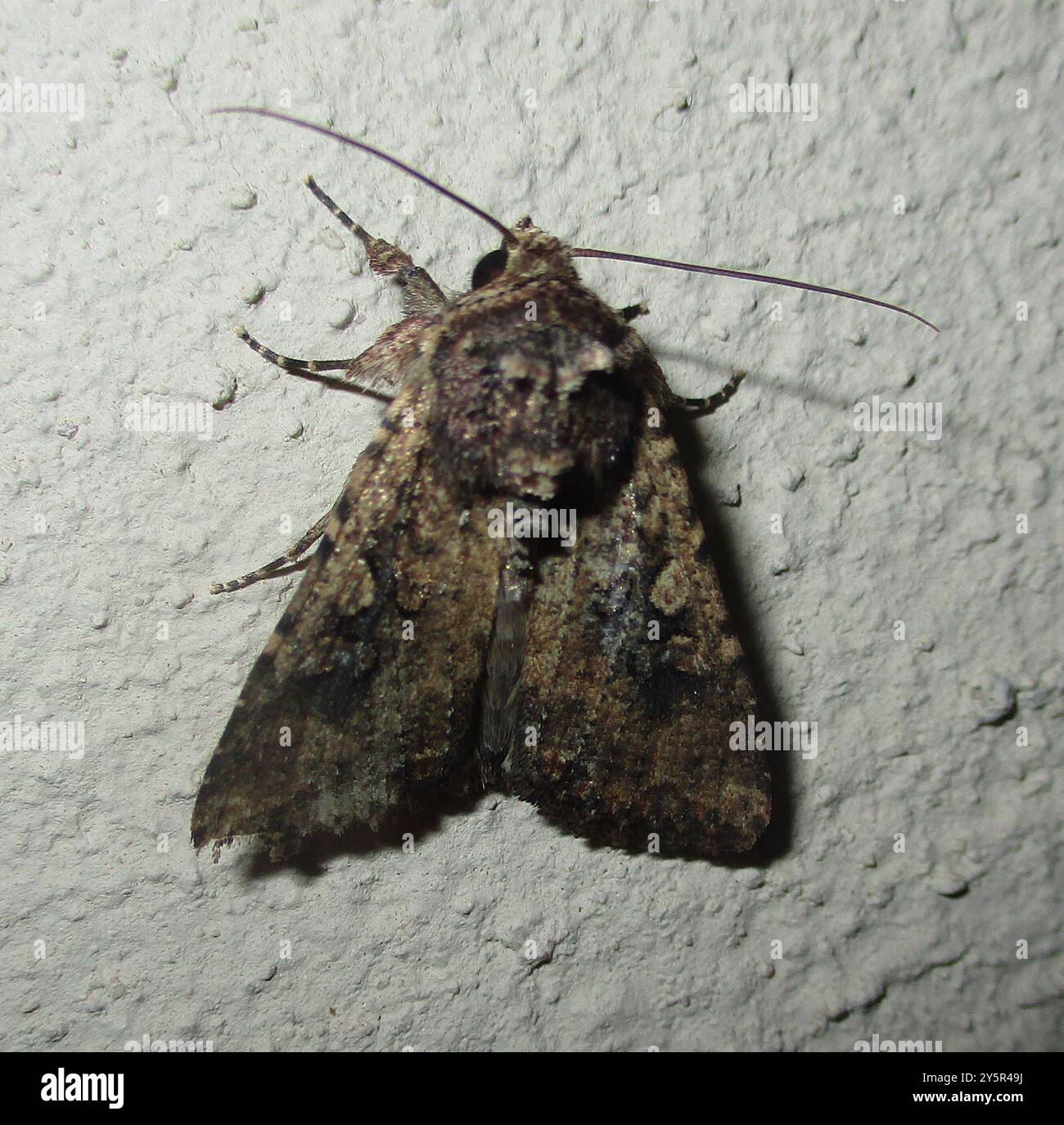 Cutworms and Dart Moths (Noctuinae) Insecta Stock Photo - Alamy