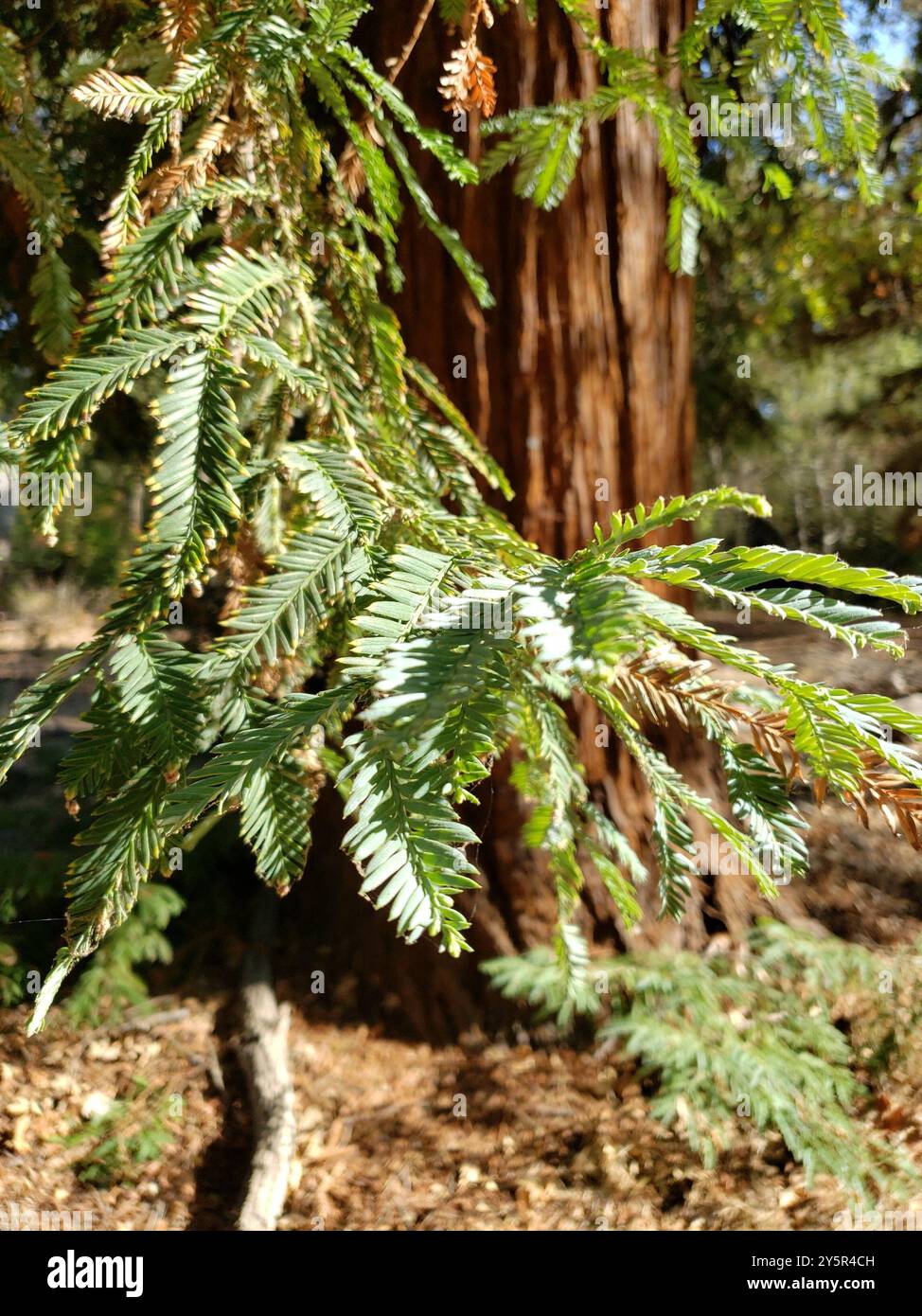 coast redwood (Sequoia sempervirens) Plantae Stock Photo - Alamy