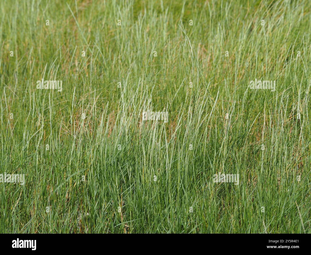 seashore dropseed (Sporobolus virginicus) Plantae Stock Photo - Alamy