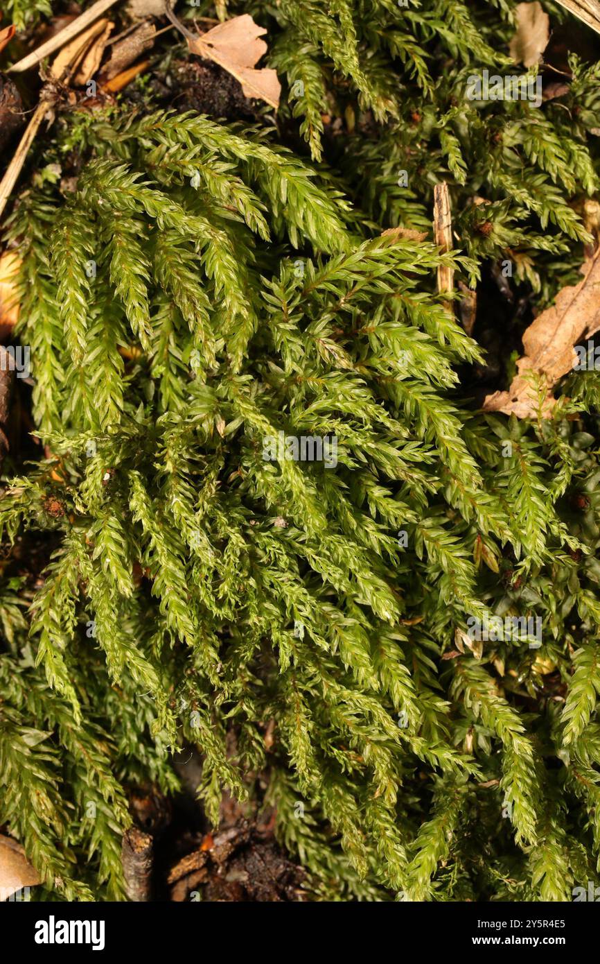 Horn Calcareous Moss (Mnium hornum) Plantae Stock Photo - Alamy