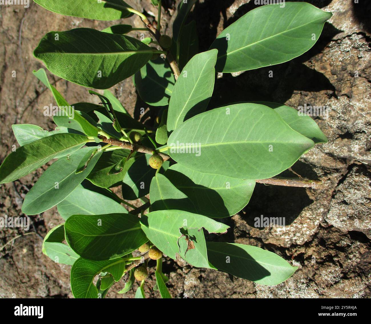 Common Wild Fig (Ficus burkei) Plantae Stock Photo - Alamy