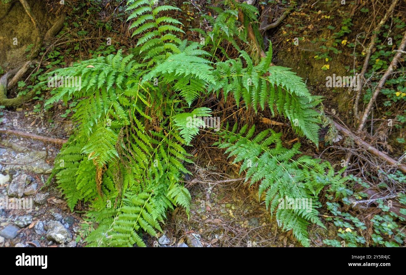 western lady fern (Athyrium filix-femina cyclosorum) Plantae Stock ...