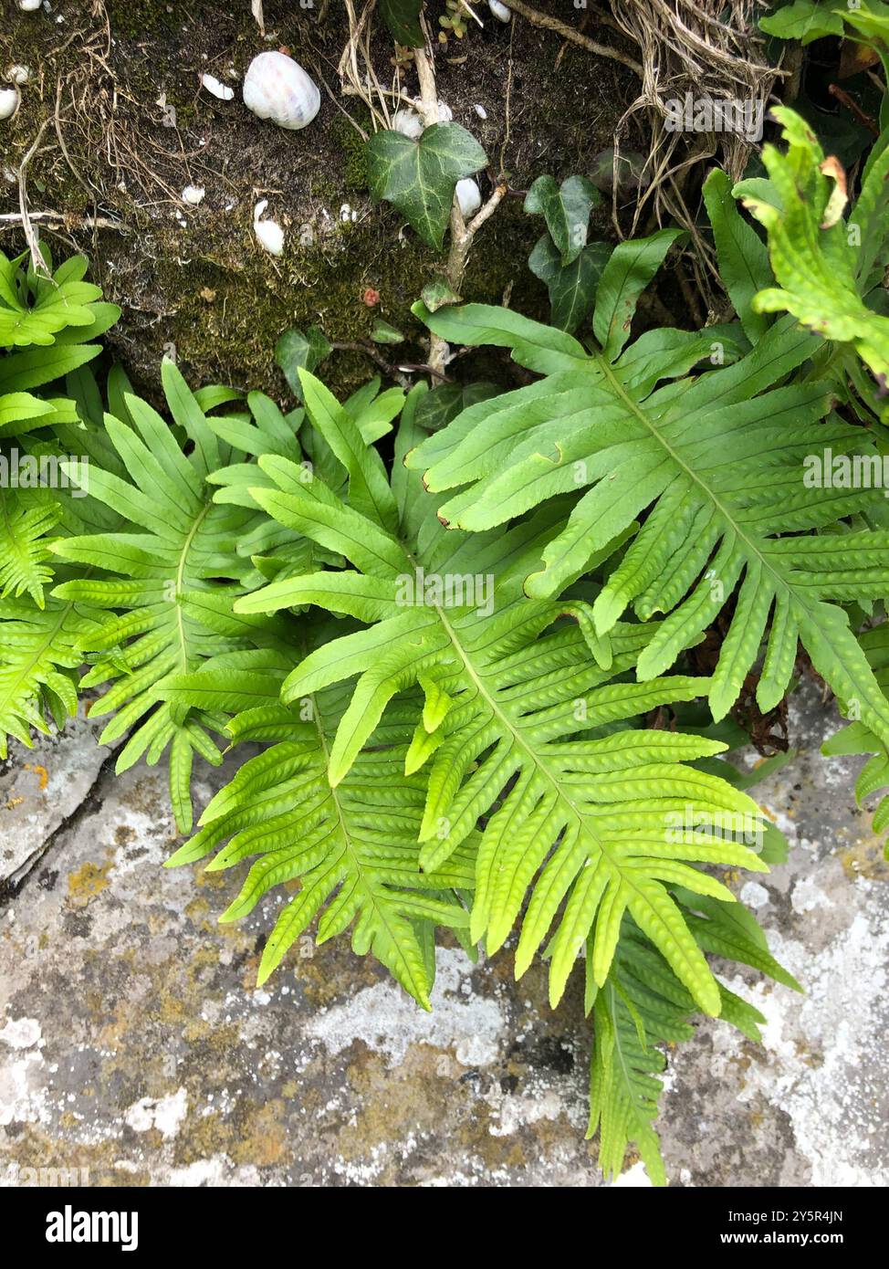 common polypody (Polypodium vulgare) Plantae Stock Photo - Alamy