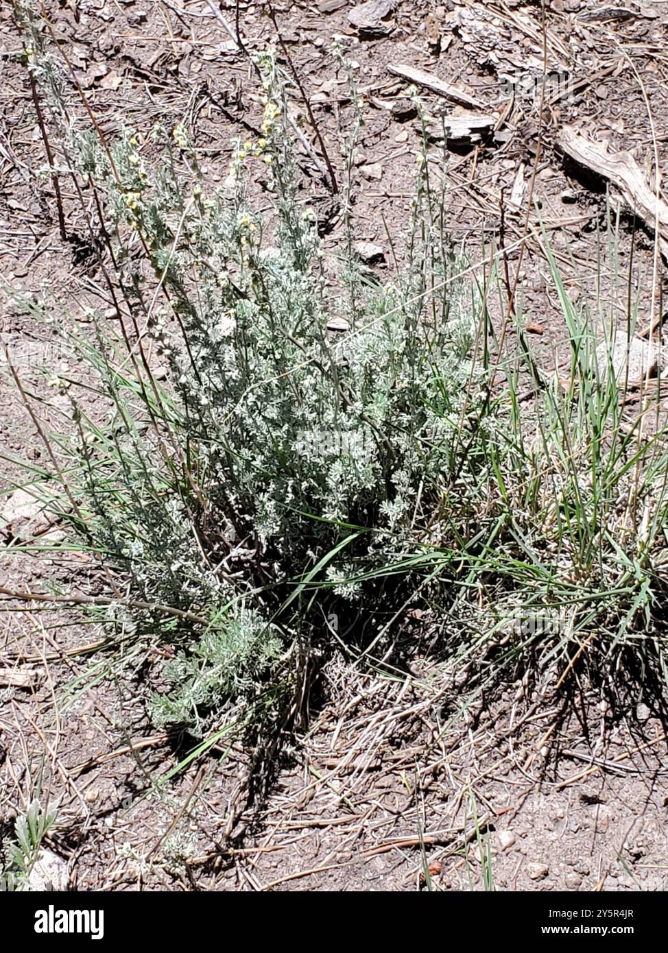 fringed sagebrush (Artemisia frigida) Plantae Stock Photo - Alamy