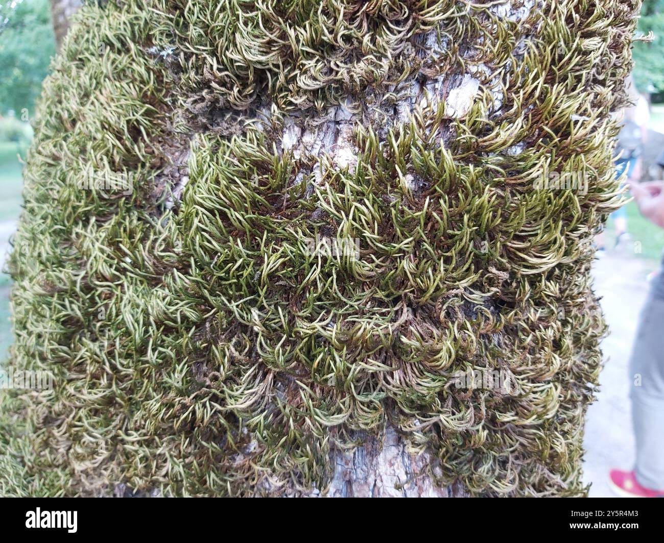 squirrel-tail moss (Leucodon sciuroides) Plantae Stock Photo - Alamy