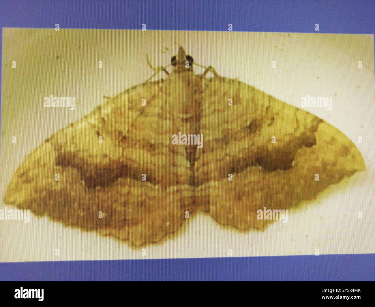 Yellow Shell Moth (Camptogramma bilineata) Insecta Stock Photo - Alamy