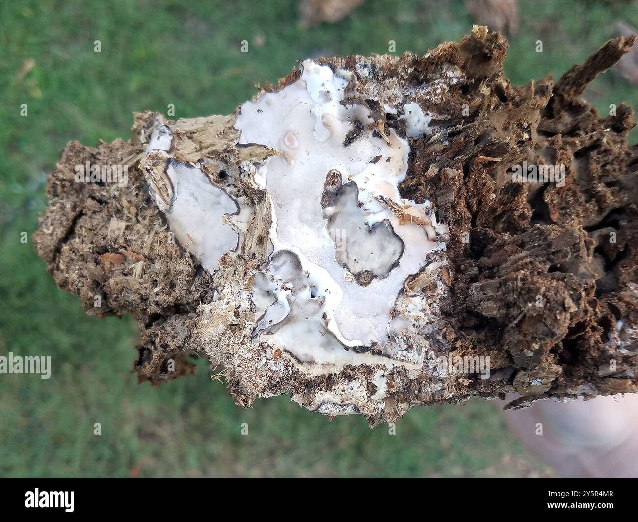 Brittle Cinder (Kretzschmaria deusta) Fungi Stock Photo - Alamy