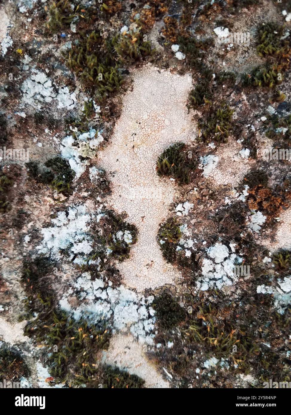 Tile Lichens (Lecidea) Fungi Stock Photo - Alamy