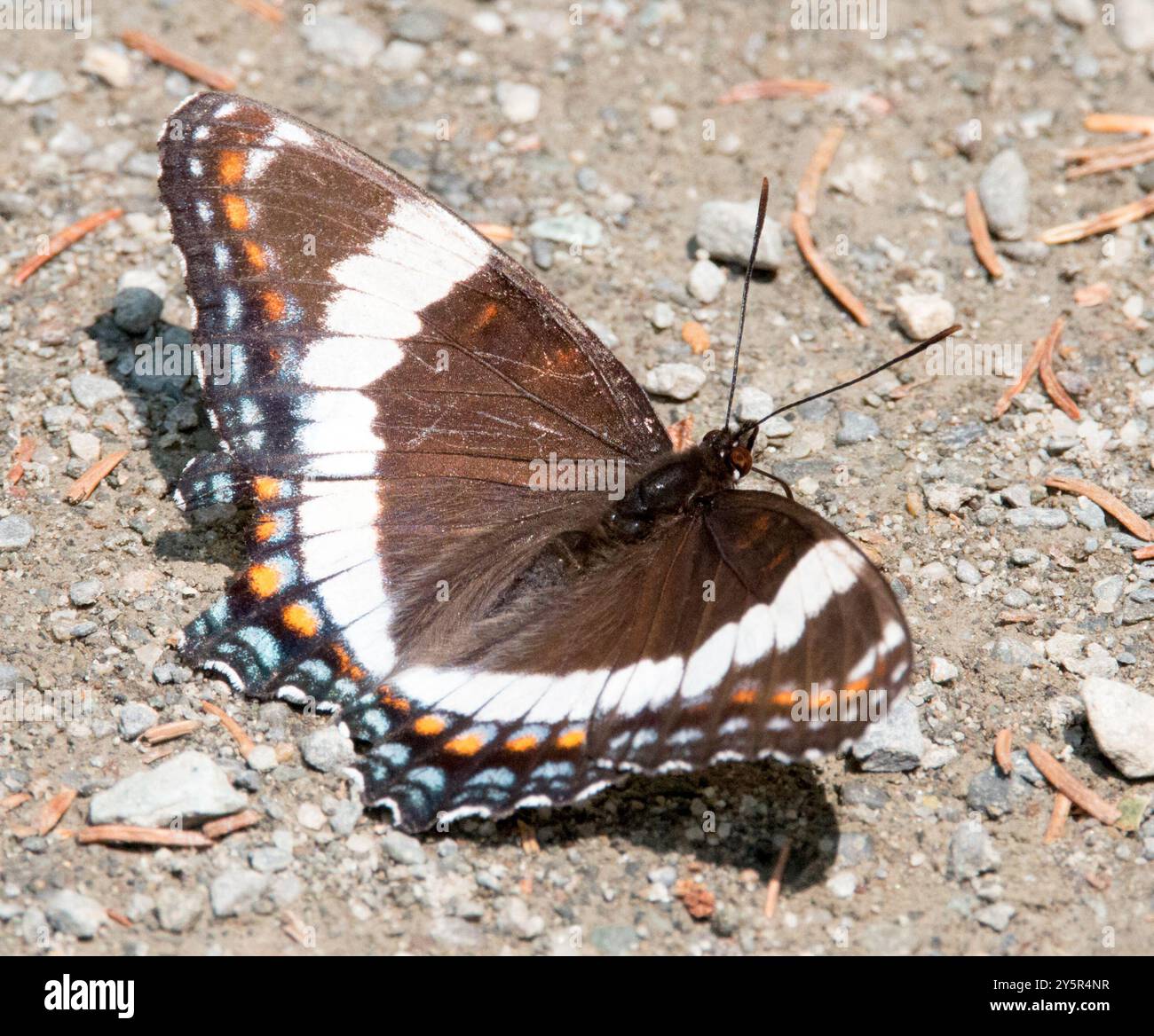 American White Admiral (Limenitis arthemis arthemis) Insecta Stock ...