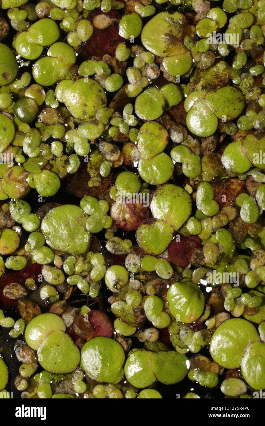greater duckweed (Spirodela polyrhiza) Plantae Stock Photo - Alamy