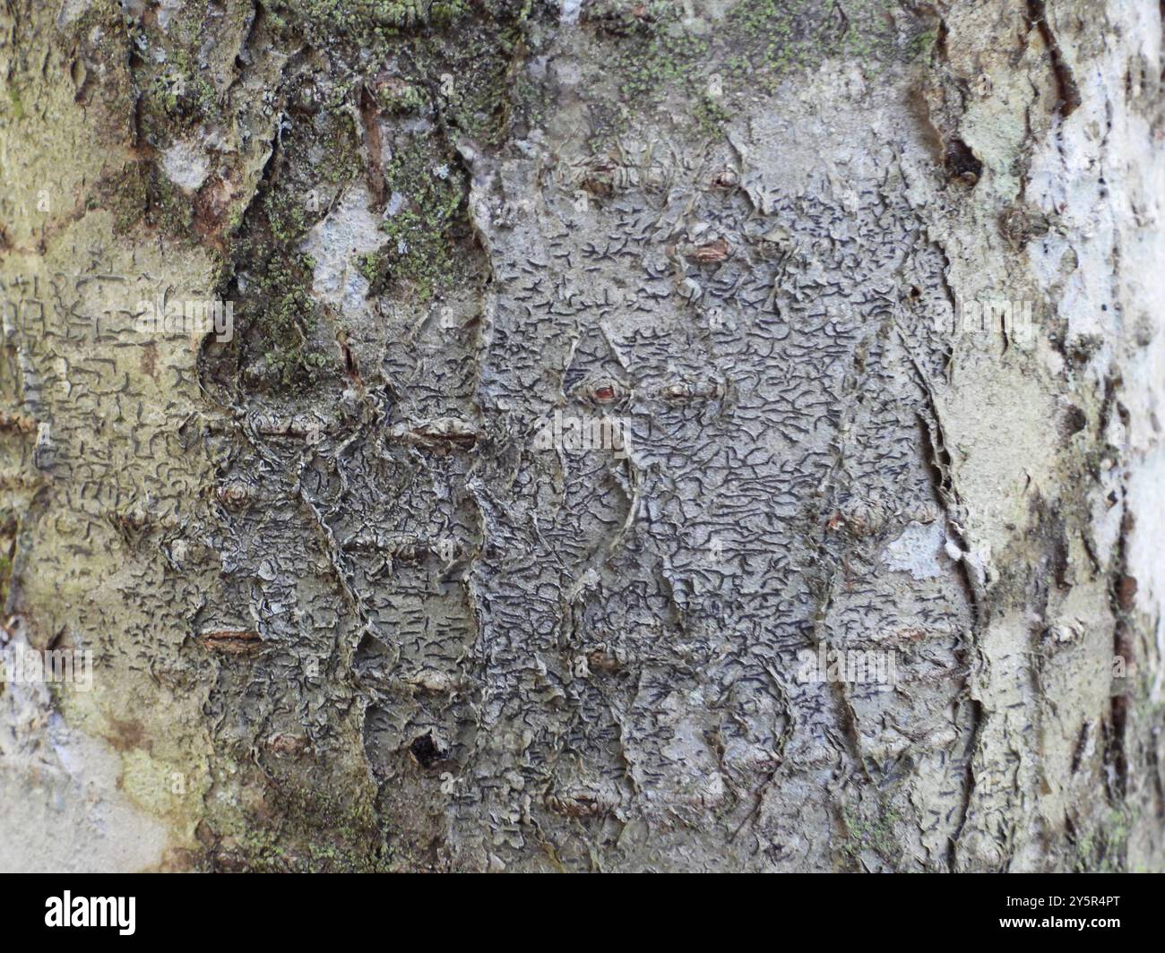 Common Script Lichen (Graphis scripta) Fungi Stock Photo - Alamy
