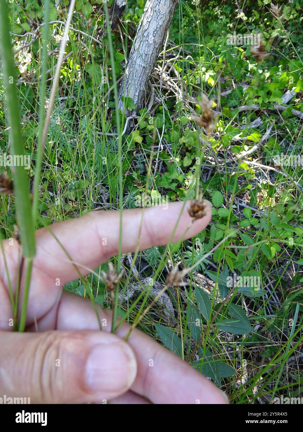 Divided Sedge (Carex divisa) Plantae Stock Photo - Alamy