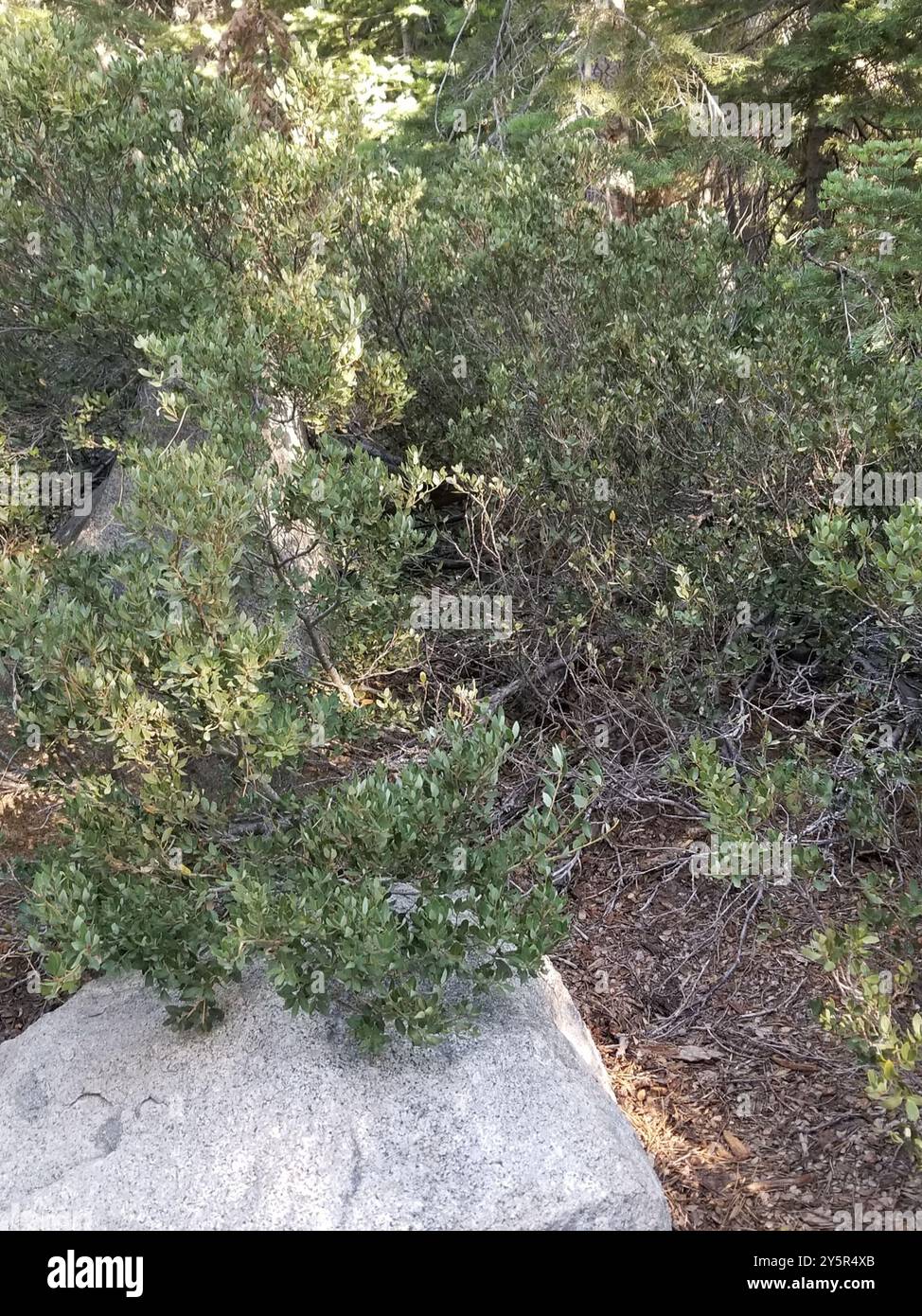 huckleberry oak (Quercus vacciniifolia) Plantae Stock Photo - Alamy