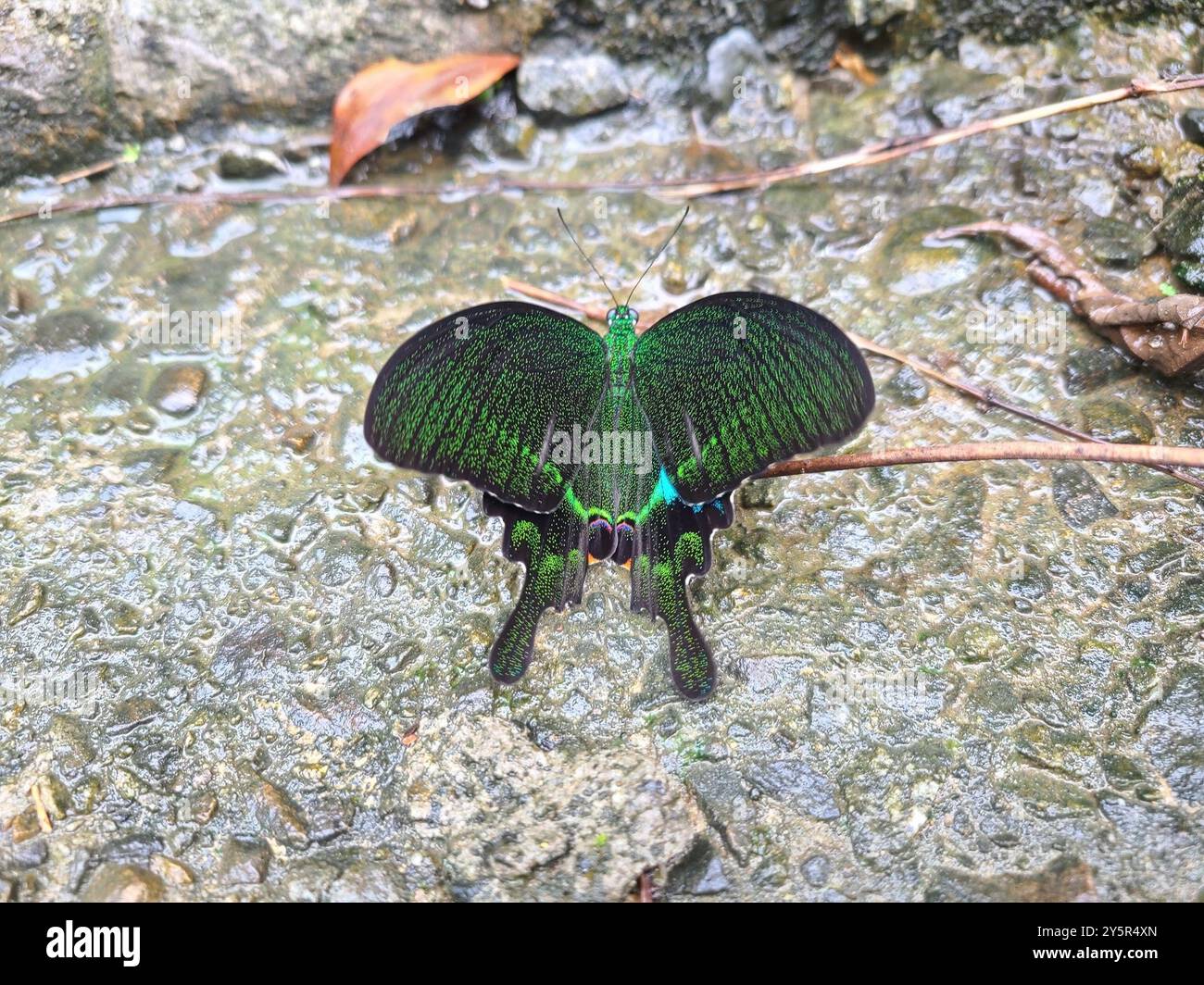 Peacock Swallowtails and Allies (Achillides) Insecta Stock Photo - Alamy
