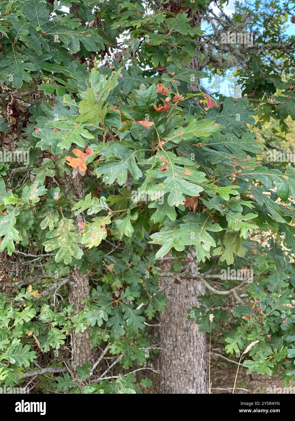 Oregon oak (Quercus garryana) Plantae Stock Photo - Alamy
