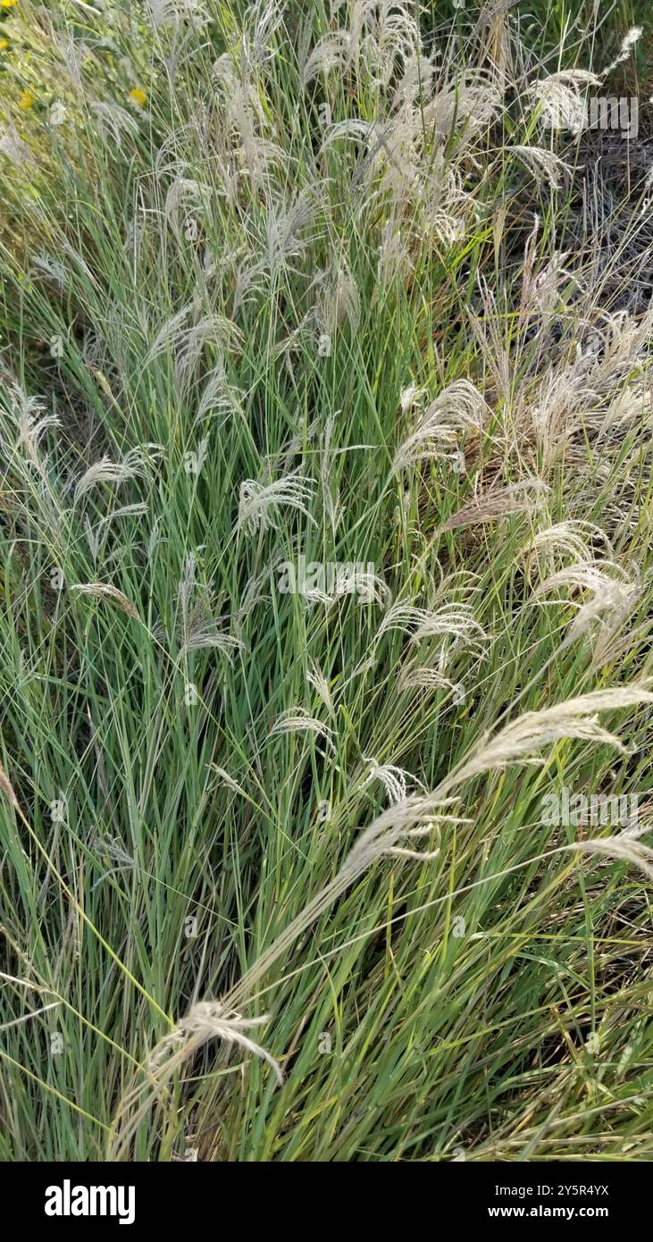 grasses (Poaceae) Plantae Stock Photo - Alamy
