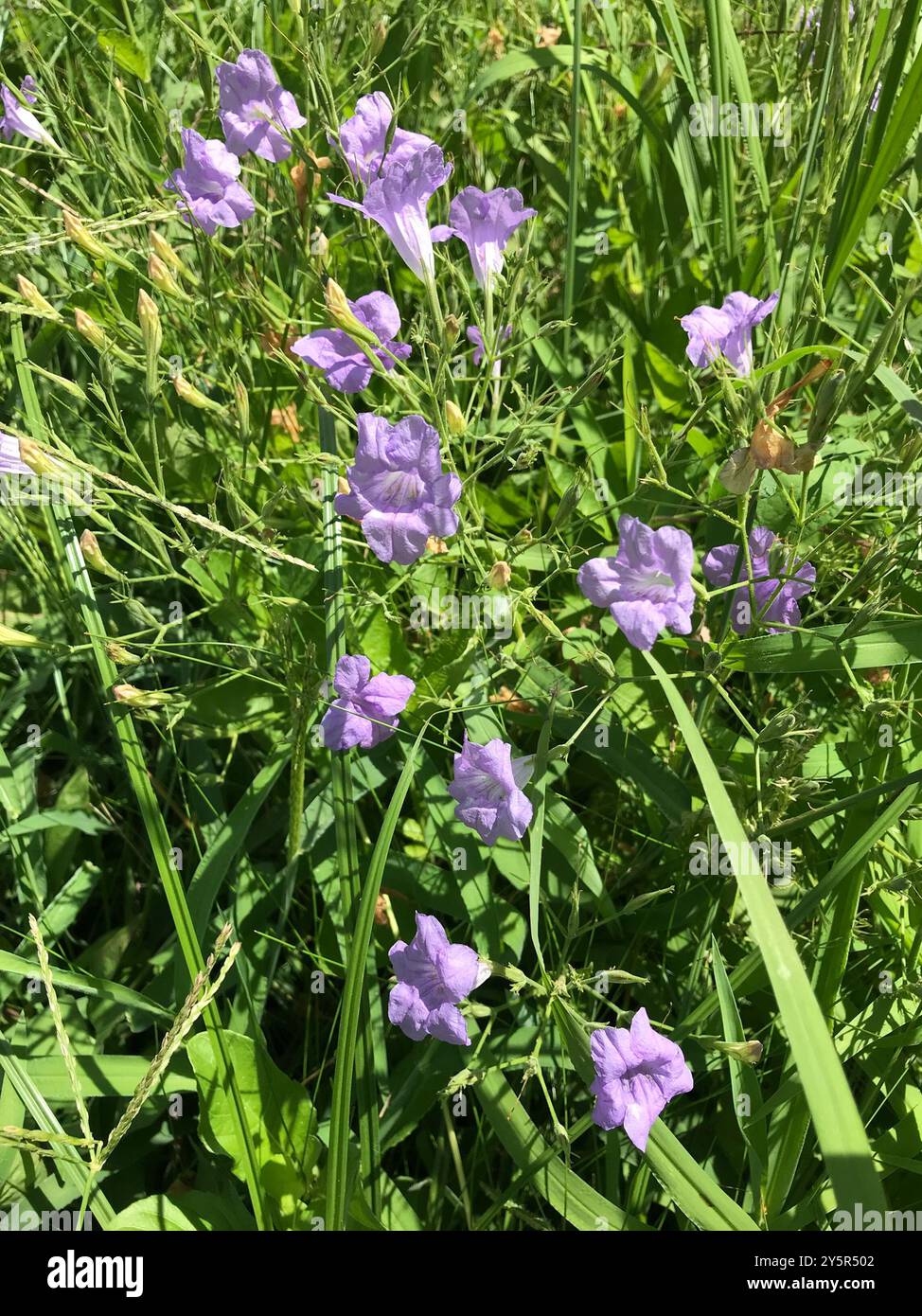 violet ruellia (Ruellia nudiflora) Plantae Stock Photo - Alamy