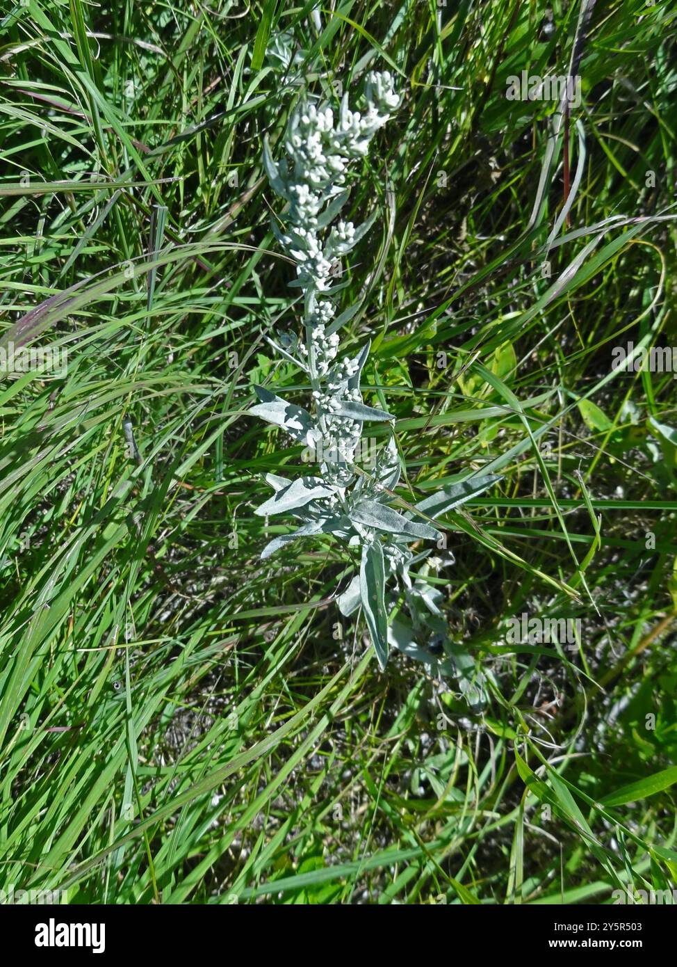 Silver Wormwood (Artemisia ludoviciana) Plantae Stock Photo - Alamy