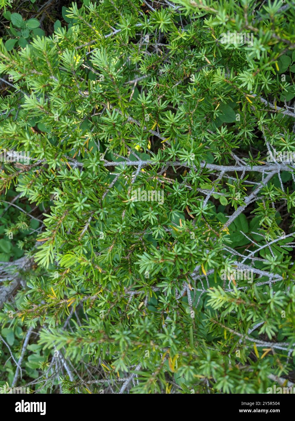 mountain hemlock (Tsuga mertensiana) Plantae Stock Photo - Alamy