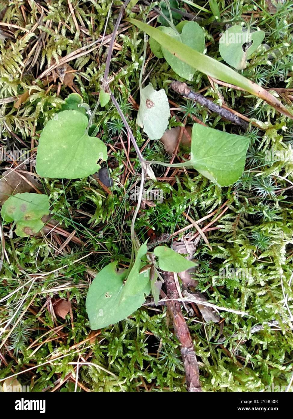Heath Dog-Violet (Viola canina) Plantae Stock Photo - Alamy