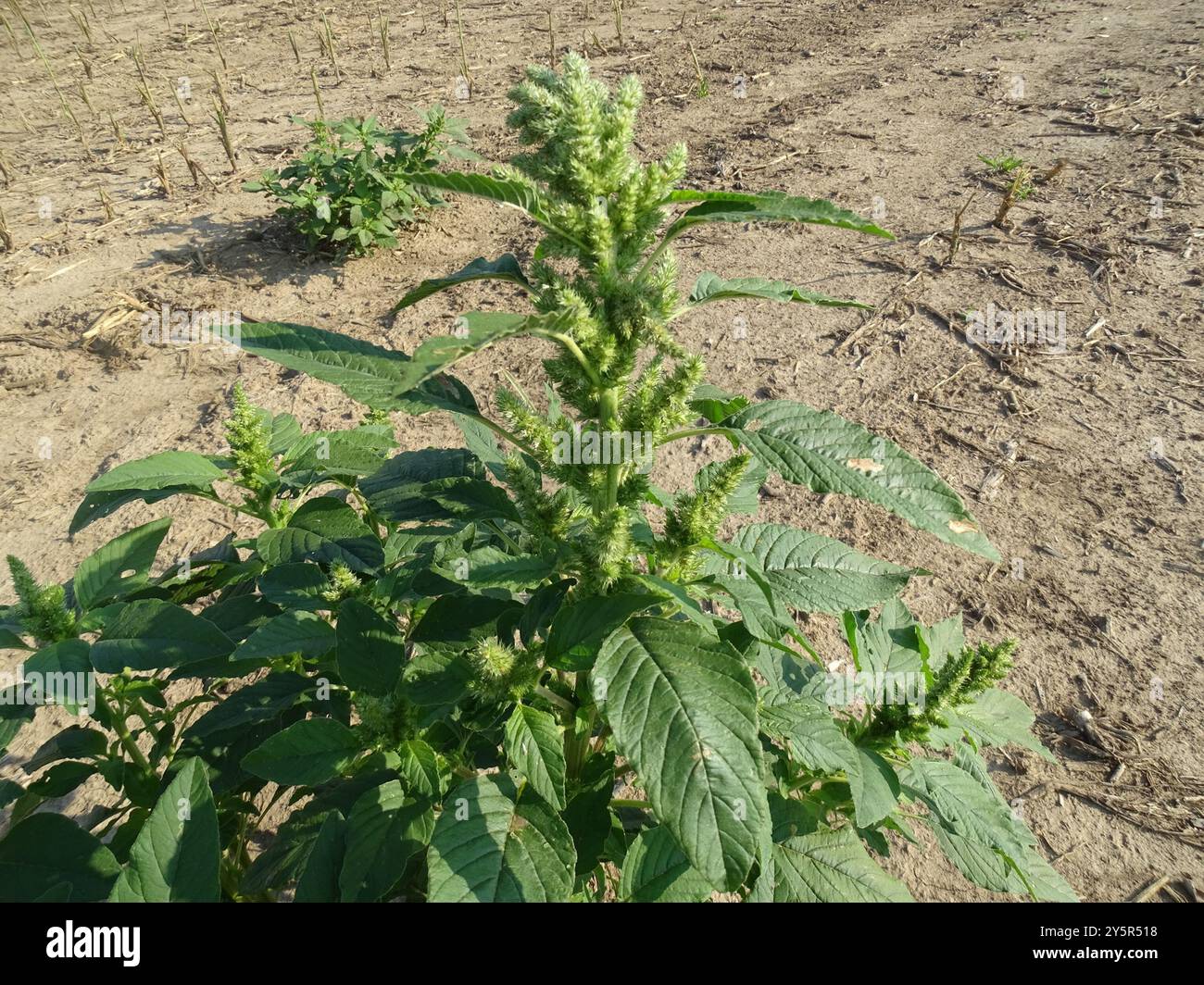 Redroot Amaranth (Amaranthus retroflexus) Plantae Stock Photo - Alamy