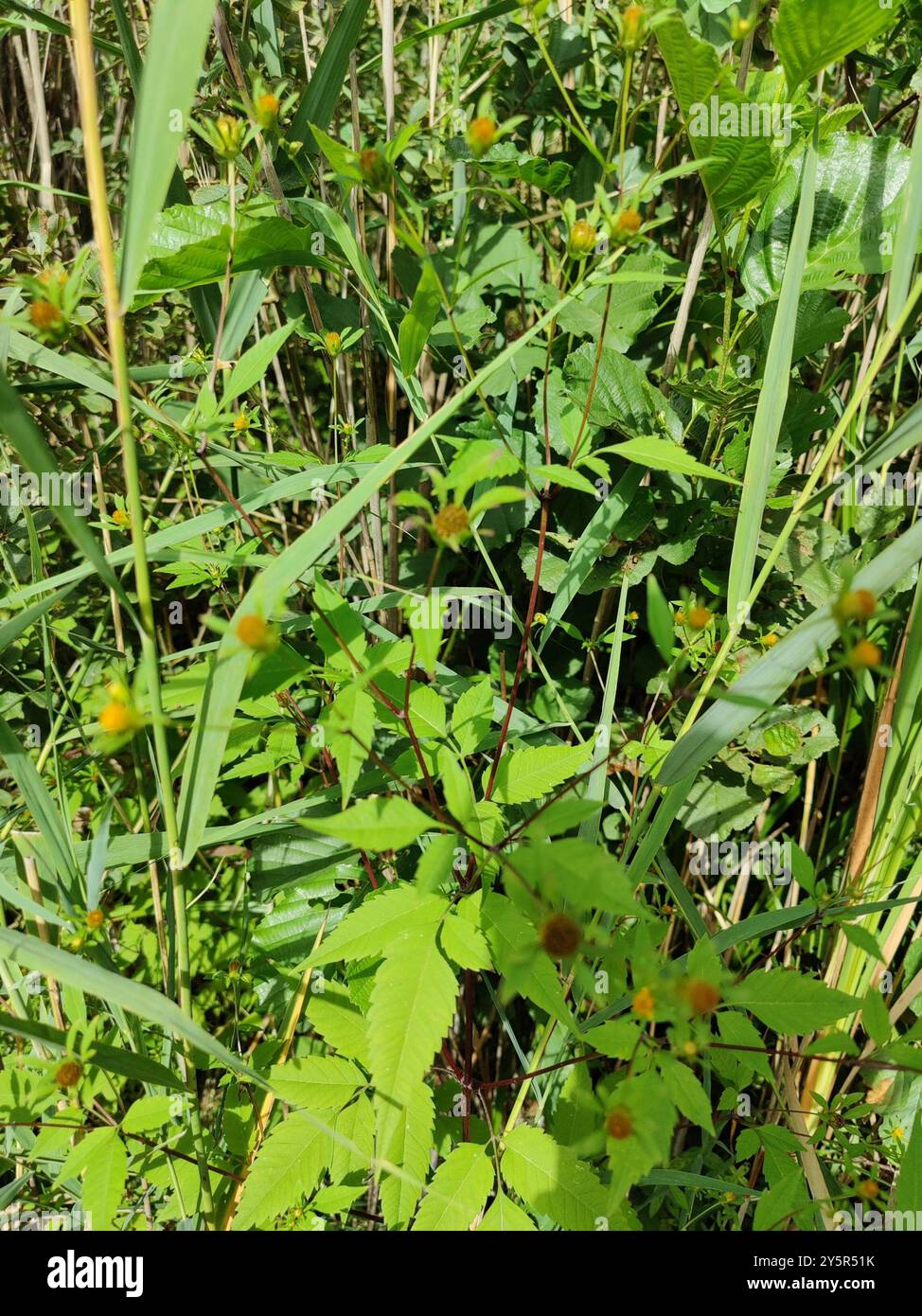 Devil's Beggarticks (Bidens frondosa) Plantae Stock Photo - Alamy