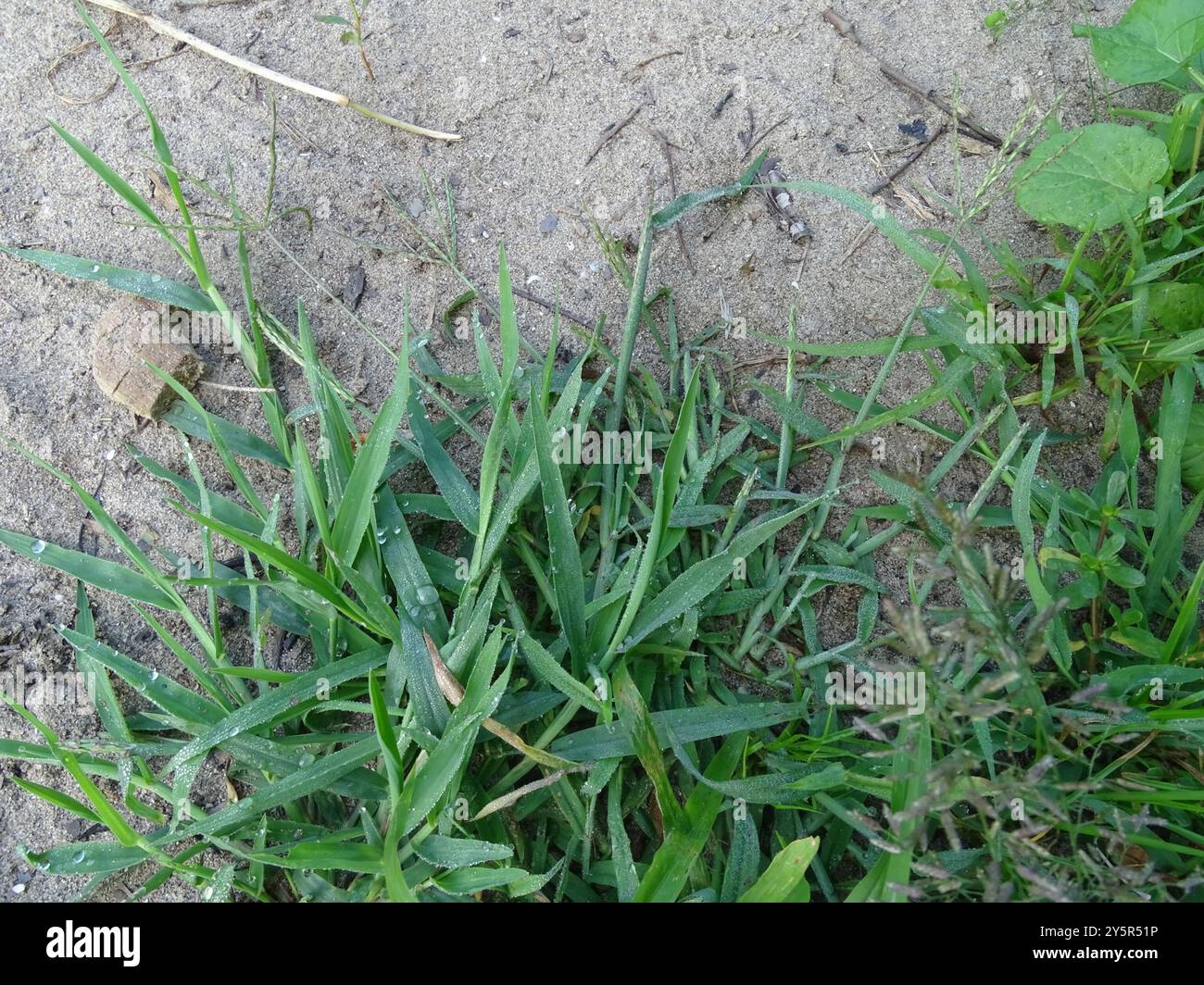 Hairy Crabgrass (Digitaria sanguinalis) Plantae Stock Photo - Alamy