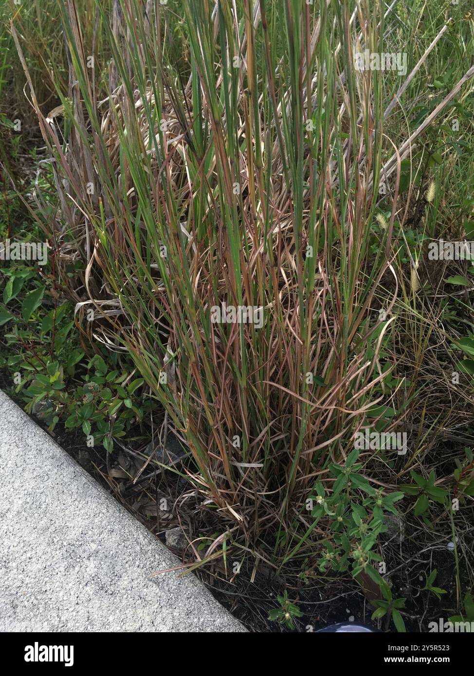 bluestems, lemon grasses, silvergrasses, and allies (Andropogoneae ...